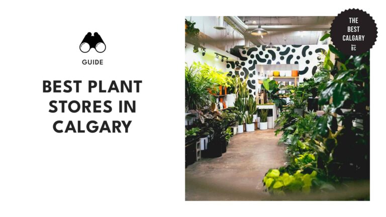 The 7 Plant Stores in Calgary with the Most Diverse Offerings [2025]