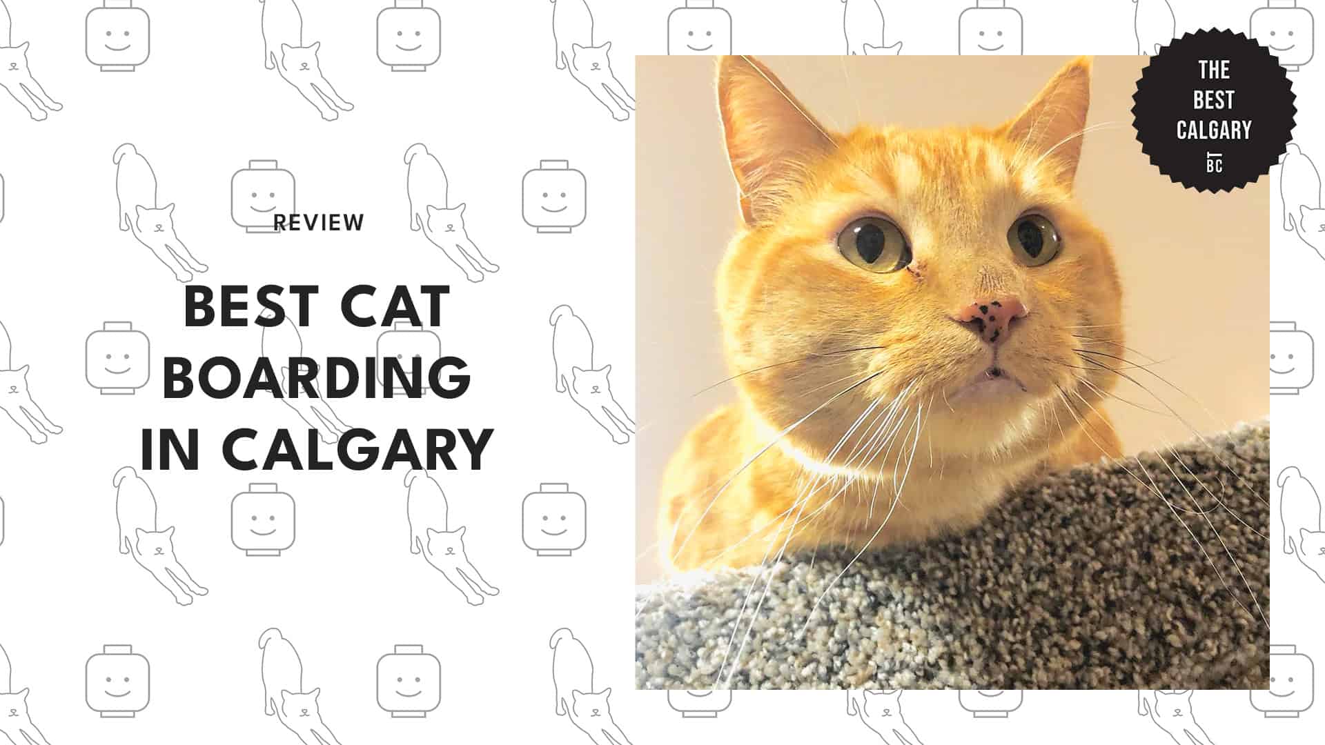 5 Purrfect Calgary Cat Boarding Services for All Budgets [2025]